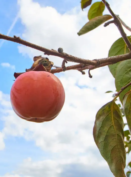 About Top Consulting Firm | The Persimmon Group